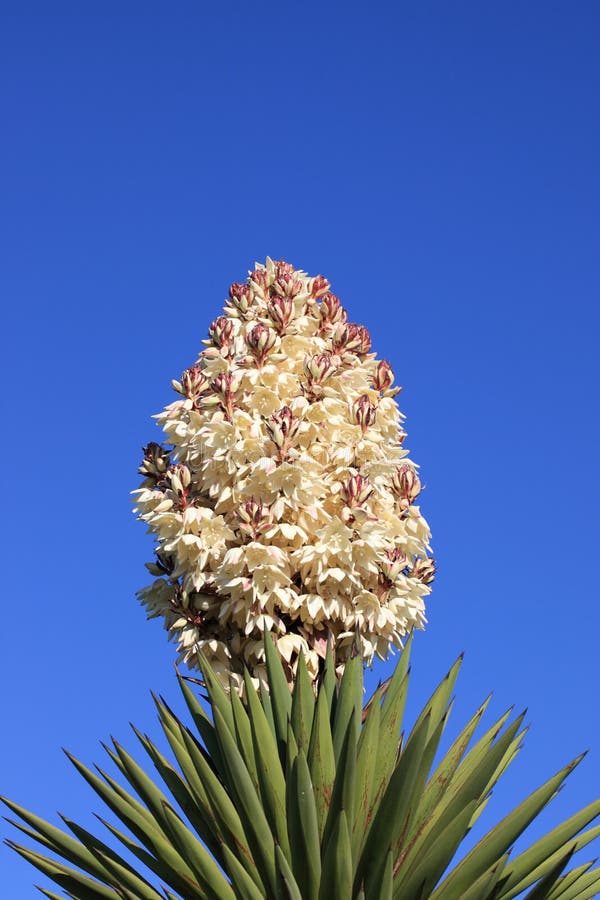 Flor de la yuca foto de archivo. Imagen de blanco, vertical - 13770870