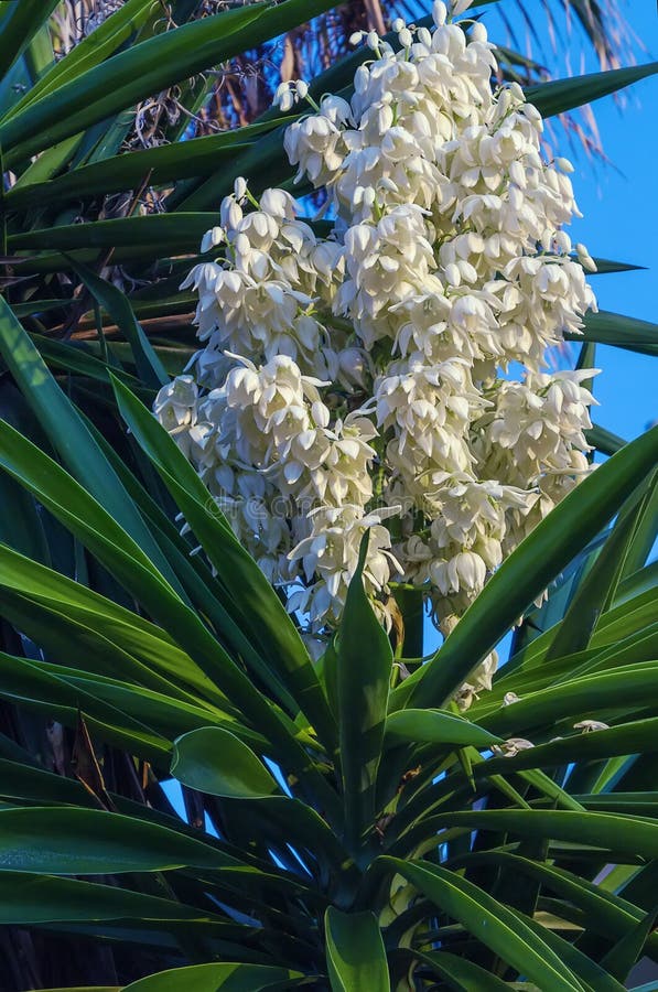 Flor de la yuca foto de archivo. Imagen de blanco, belleza - 47733398