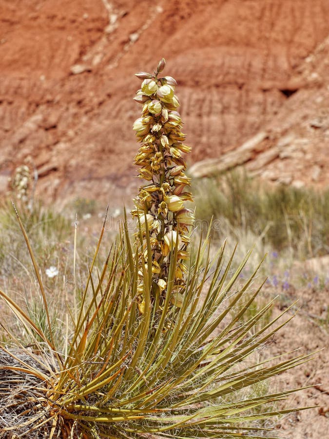 Flor de la yuca imagen de archivo. Imagen de pétalos - 73306753