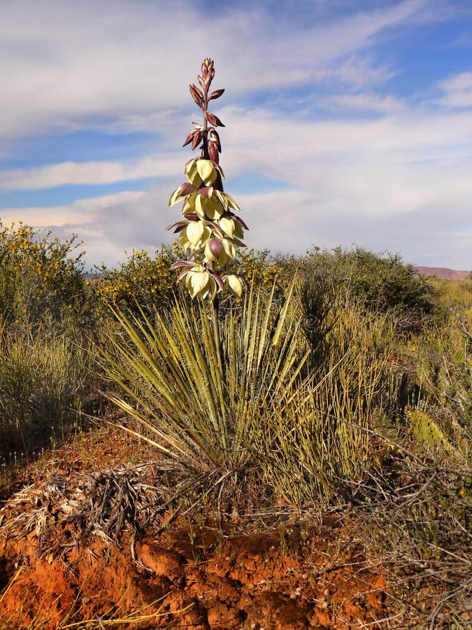 Flor De La Yuca, Arcos Parque Nacional, Moab Utah Imagen de archivo ...