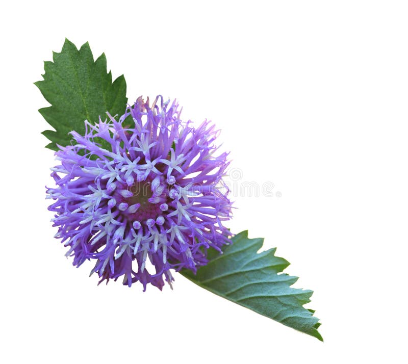 Alondra en una flor foto de archivo. Imagen de julio - 13197514