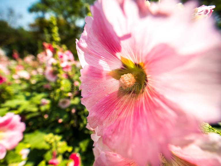 Flor de las malvarrosas imagen de archivo. Imagen de macro - 90563741