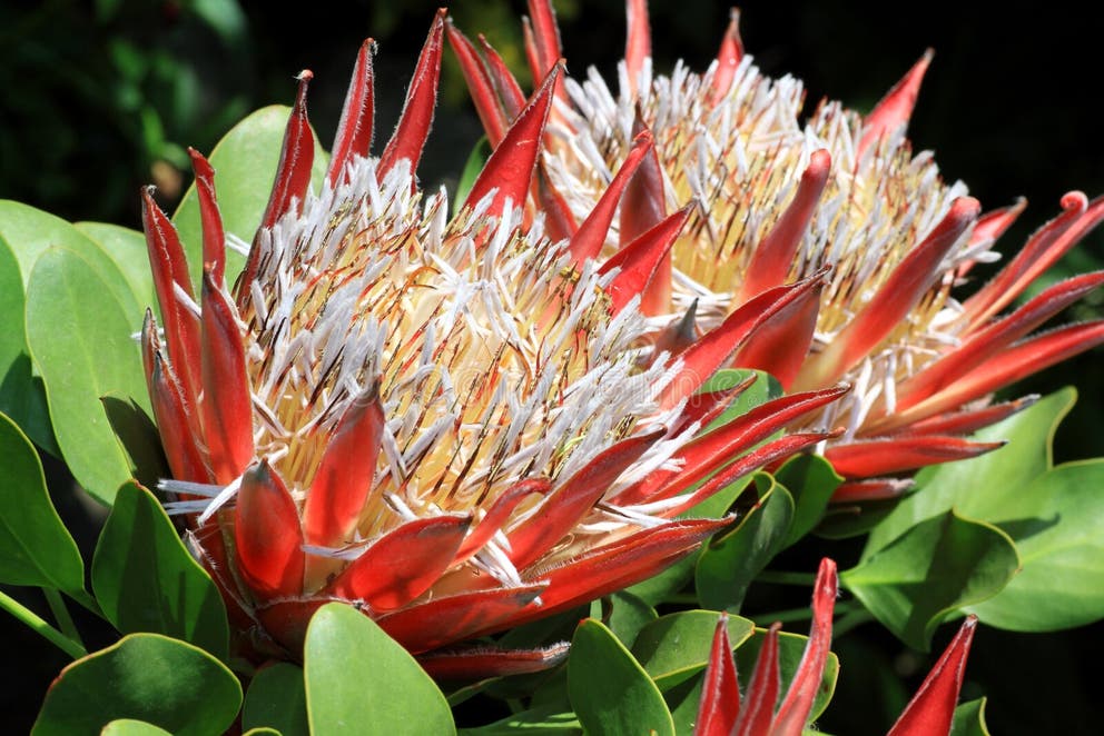 Flor de Leucospermum imagen de archivo. Imagen de pétalo - 25037439