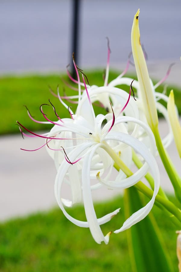 155 Flor Lili Fotos - Libres de Derechos y Gratuitas de Dreamstime