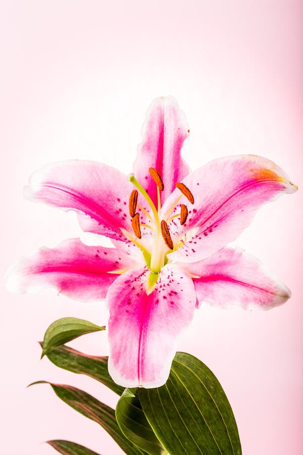 Flor De Lilly Isolada No Fundo Cor-de-rosa Foto de Stock - Imagem de ...