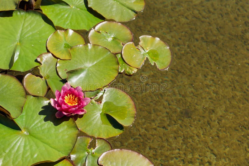 Flor De Lilo De Agua En Laguna Imagen de archivo - Imagen de lilo ...