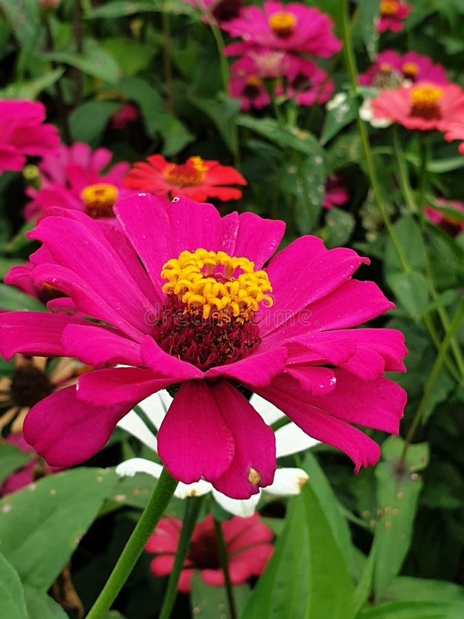 Flor de lilo blanco rojo foto de archivo. Imagen de rojo - 263822020