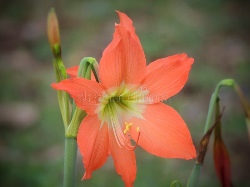 Flor de lilo foto de archivo. Imagen de cubo, planta - 221050142