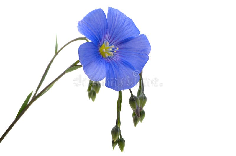 Flor De Linho Vermelha Isolada Imagem de Stock - Imagem de vermelho ...