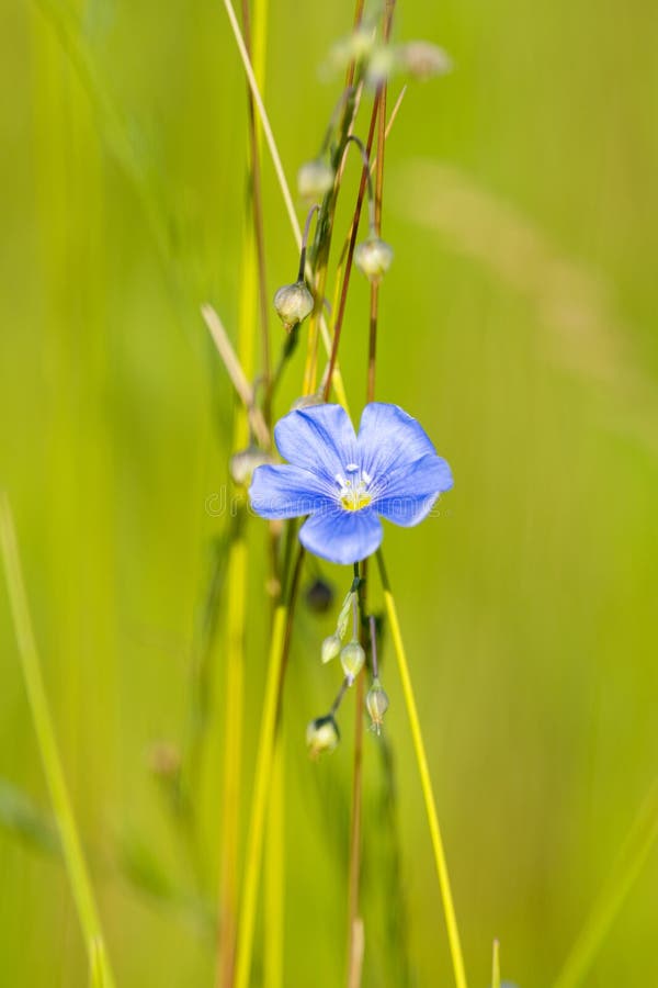 Flor De Linho Vermelha Isolada Imagem de Stock - Imagem de vermelho ...