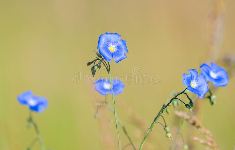 Flor De Linho Vermelha Isolada Imagem de Stock - Imagem de vermelho ...