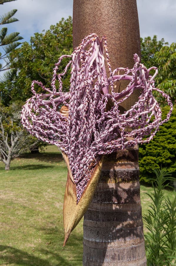 Flor De Los Alexandrae De Archontophoenix Imagen de archivo - Imagen de ...