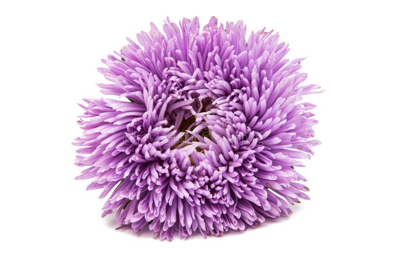 Flor de los asteres imagen de archivo. Imagen de estacional - 85545665