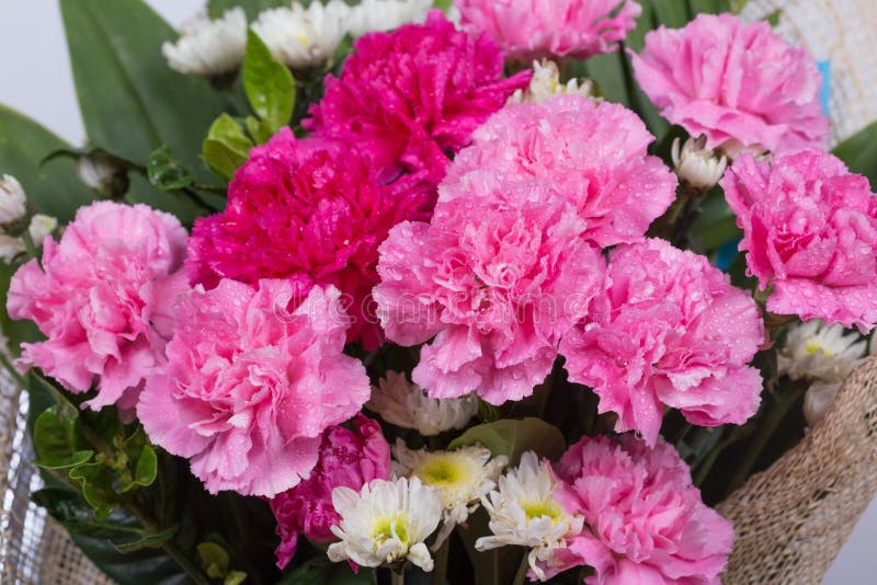 Los Claveles Florecen Con Descenso Del Agua En Fondo Negro Foto de ...