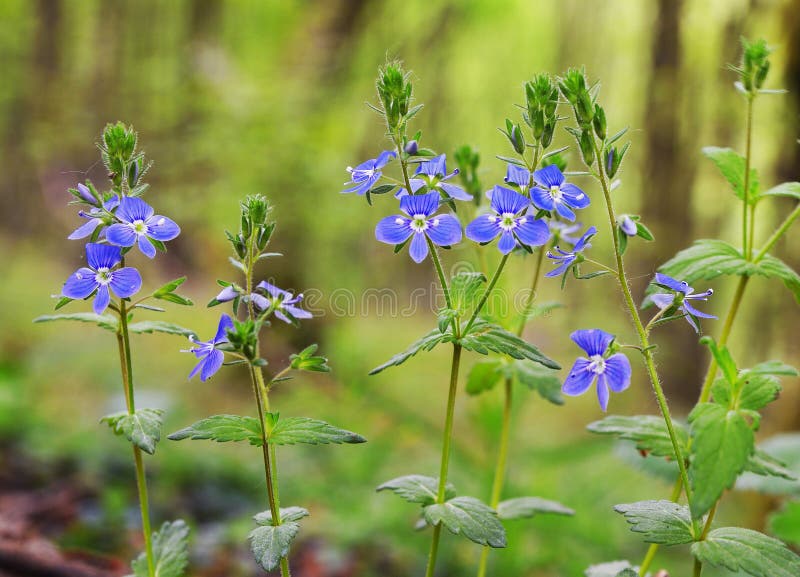 Flores Veronica Officinalis Imagen de archivo - Imagen de campo ...