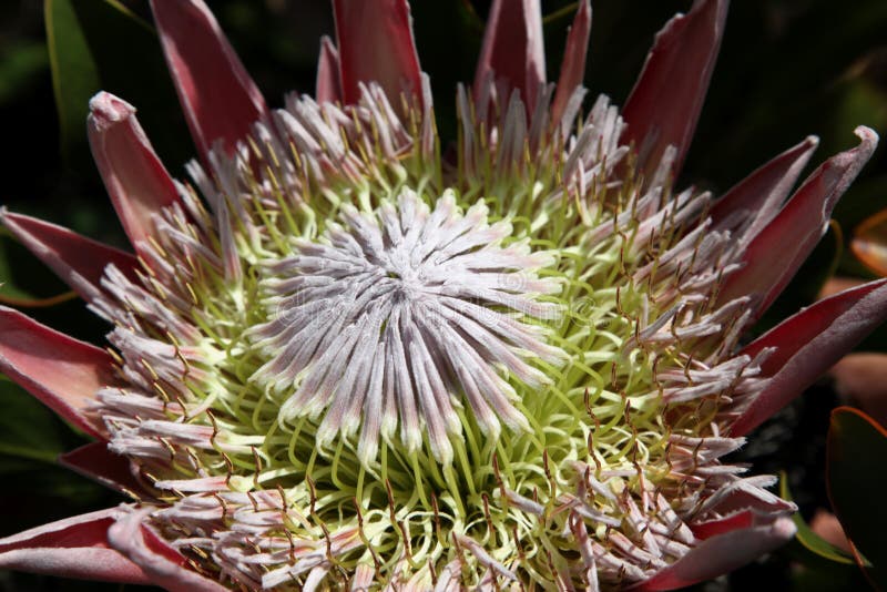 Proteas de la flor foto de archivo. Imagen de brotes - 47385176