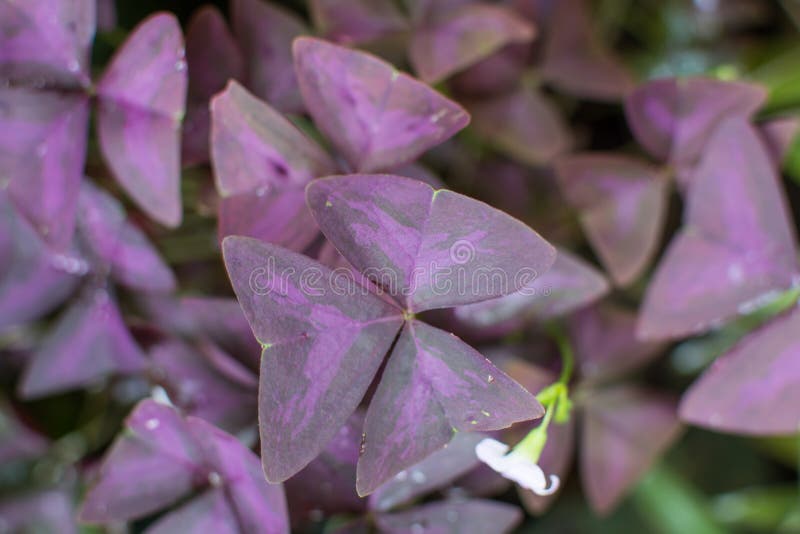 Flor De Los Triangularis De Oxalis Foto de archivo - Imagen de flor ...