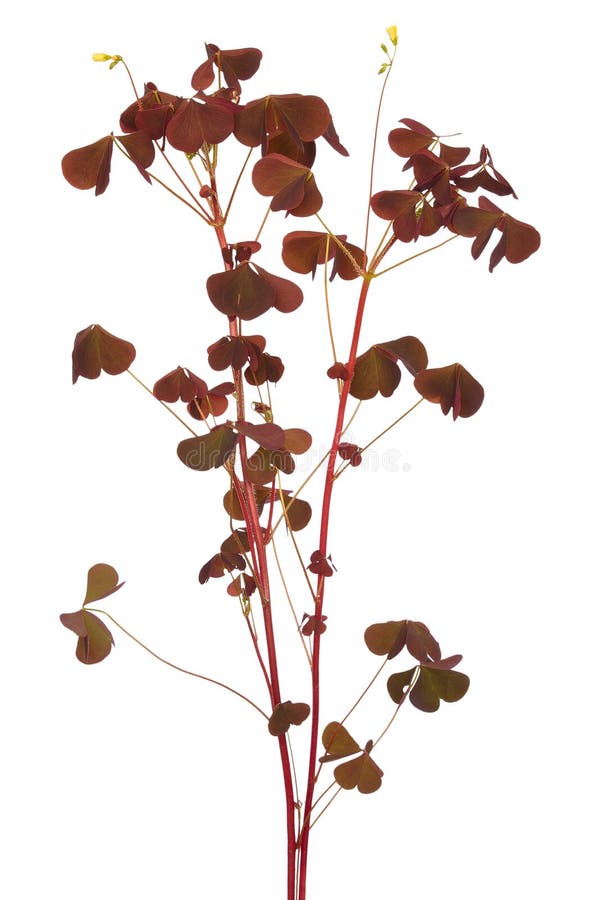 Flor De Los Triangularis De Oxalis Imagen de archivo - Imagen de verano ...