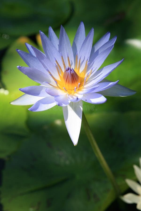 Flor de loto imagen de archivo. Imagen de tropical, cubo - 2126157