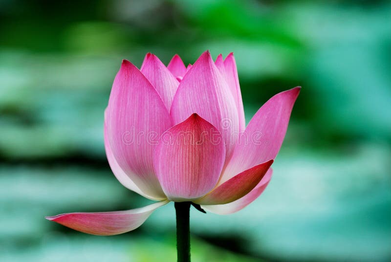 Flor de loto roja imagen de archivo. Imagen de flor, atractivo - 3876051