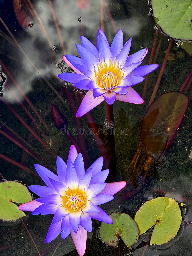 1,199 Loto Infografia Stock Photos - Free & Royalty-Free Stock Photos ...