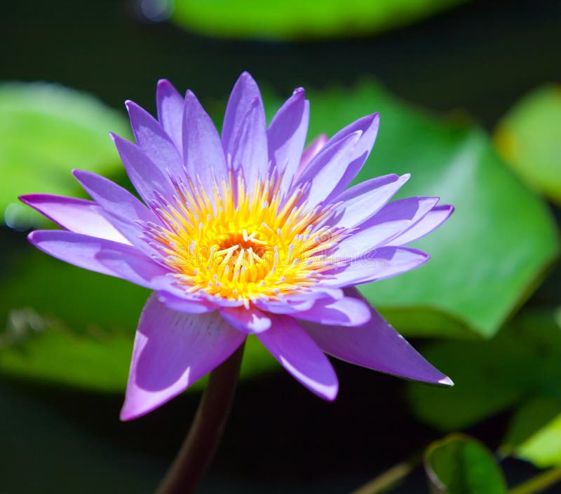 Flor de Lotus imagen de archivo. Imagen de charca, modelo - 28791223