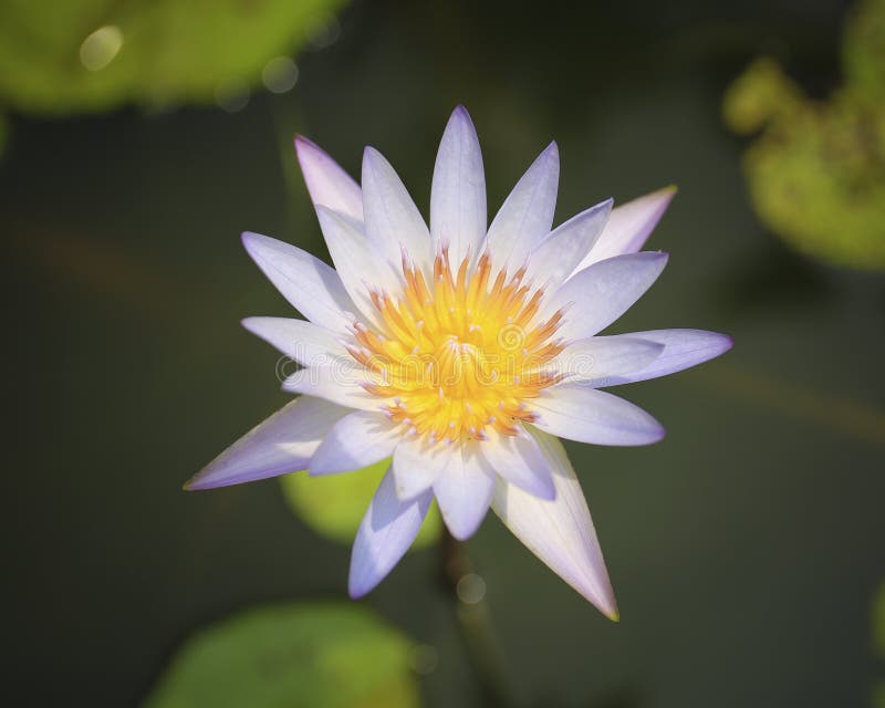 Flor De Lotus E De Flor De Lotus Plantas Imagem de Stock - Imagem de ...