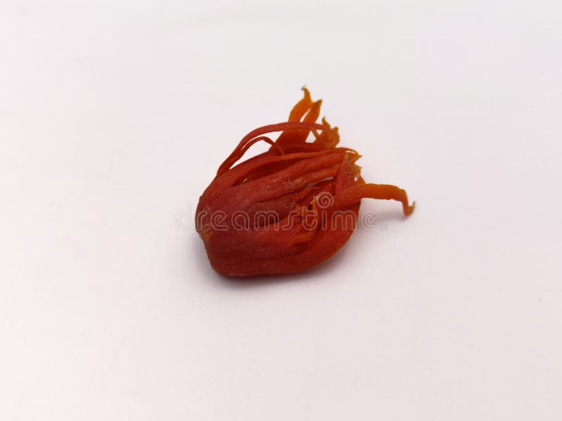 Flor De Macaco Isolada Em Fundo Editorial Branco Foto de Stock - Imagem ...