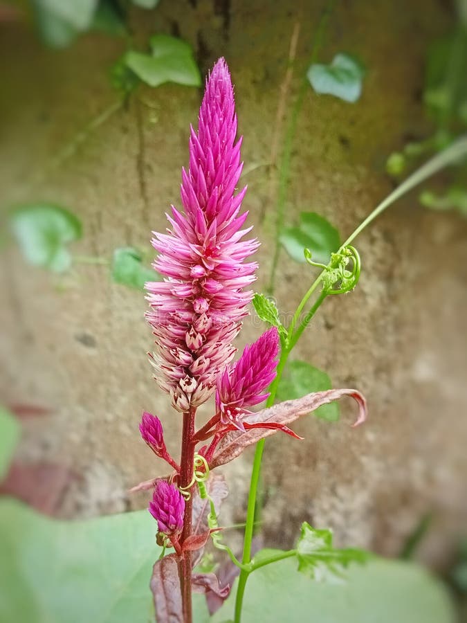 Flor De Maleza Boroco Celosia Argentea Imagen de archivo - Imagen de ...