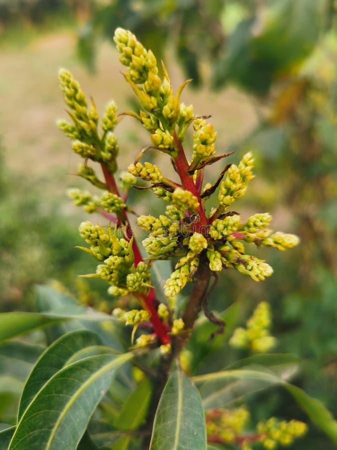 Flor de mango en el árbol foto de archivo. Imagen de flor - 176853148