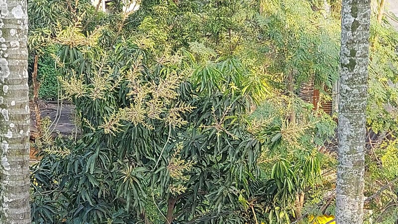 Flor De Mango Mangifera Indica Imagen de archivo - Imagen de arbusto ...