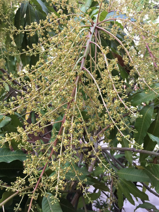 Una flor del mango imagen de archivo. Imagen de agradable - 124688247