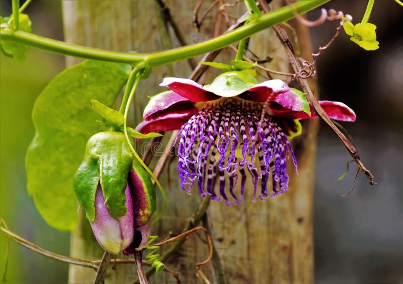 Flor de Maracuja imagen de archivo. Imagen de hermoso - 101355307