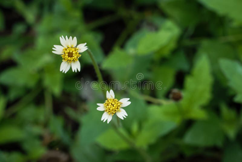 Flor de margarida e erva. imagem de stock. Imagem de erva - 253245411