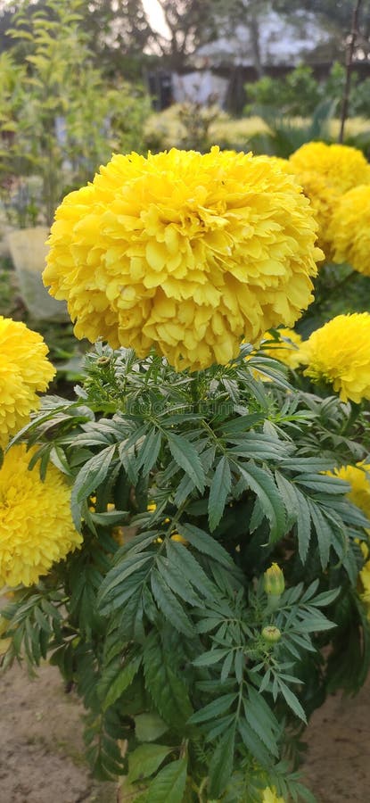 Flor de marigold foto de archivo. Imagen de amarillo - 209089310