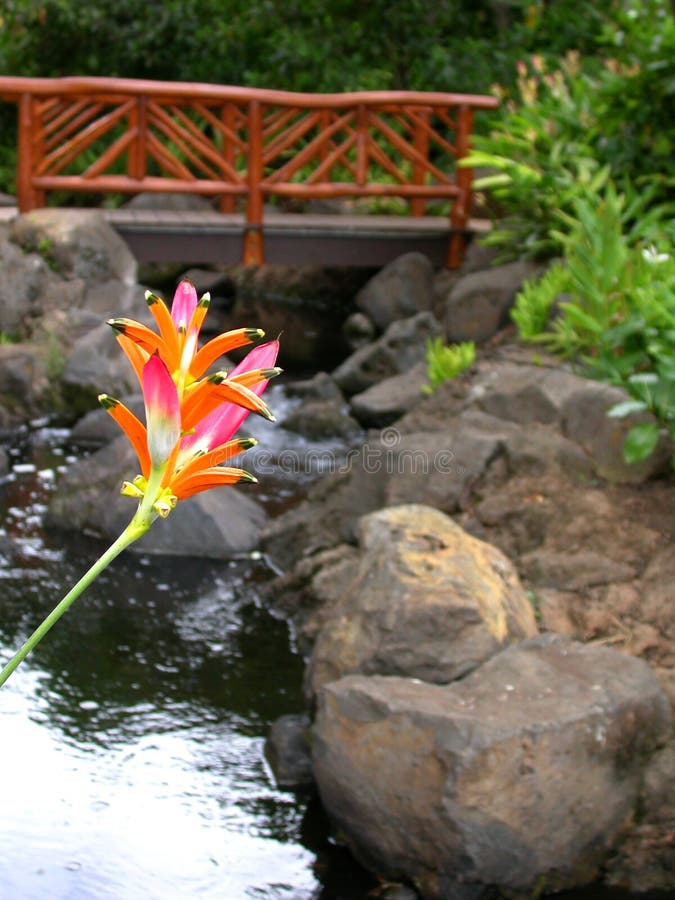 Flor de Maui foto de archivo. Imagen de maui, hawai, agua - 312482