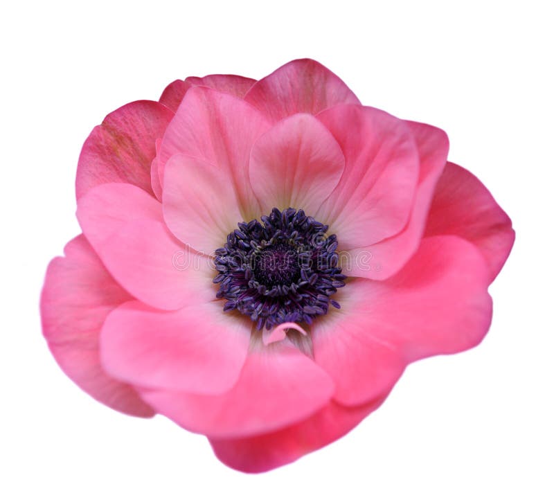 Flor de Mona Lisa imagen de archivo. Imagen de suave - 31615401