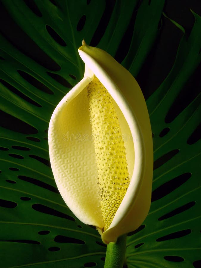 Flor de Monstera Deliciosa foto de stock. Imagem de incomun - 19932422