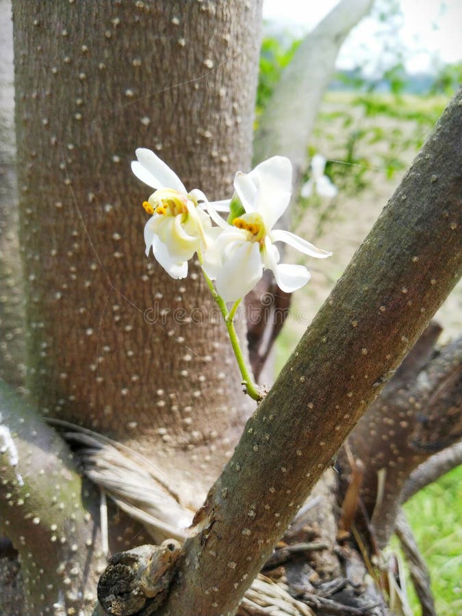 Flor de moringa oleifera foto de archivo. Imagen de planta - 175304492