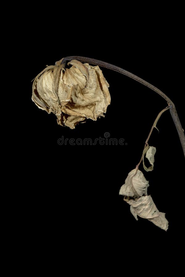 Flor de morte foto de stock. Imagem de bonito, preto - 151995508