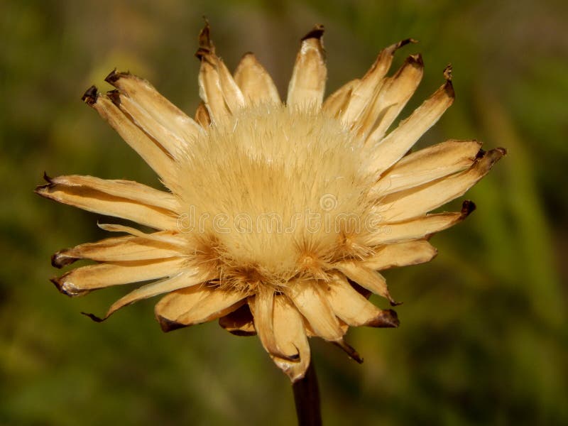 Flor de muerte foto de archivo. Imagen de ciclo, vivo - 1645104