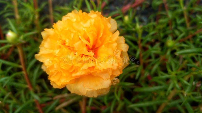 Flor De Musgo Rosa Amarillo Con Sus Hojas Imagen de archivo - Imagen de ...