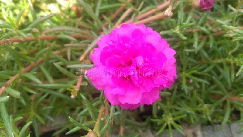 Flor De Musgo Rosa Morado Con Sus Hojas Foto de archivo - Imagen de ...