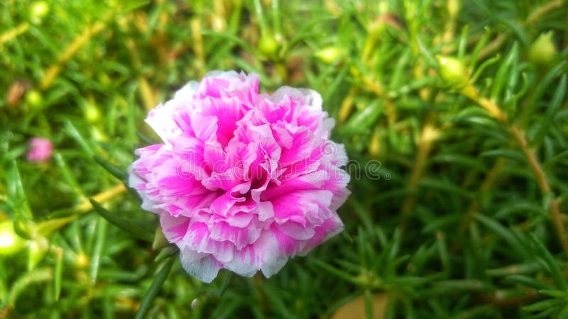 Flor De Musgo Rosa Y Blanco Con Sus Hojas Foto de archivo - Imagen de ...