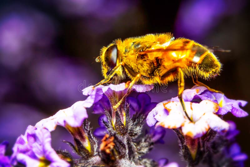Flor De Myathropa Florea Con Una Abeja Imagen de archivo - Imagen de ...