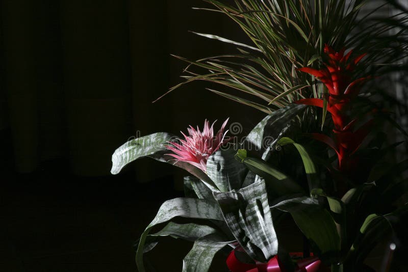 Flor de noche imagen de archivo. Imagen de belleza, florista - 549285