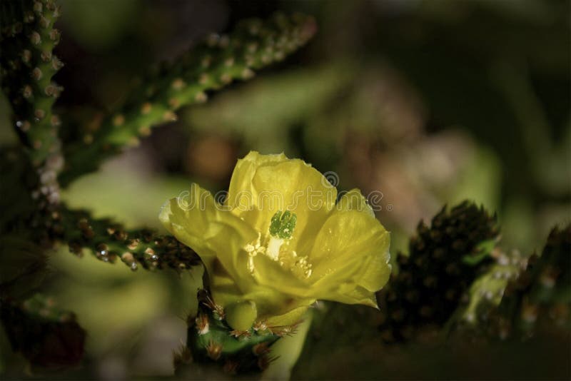Flor de nopal imagen de archivo. Imagen de cierre, aislado - 216293575