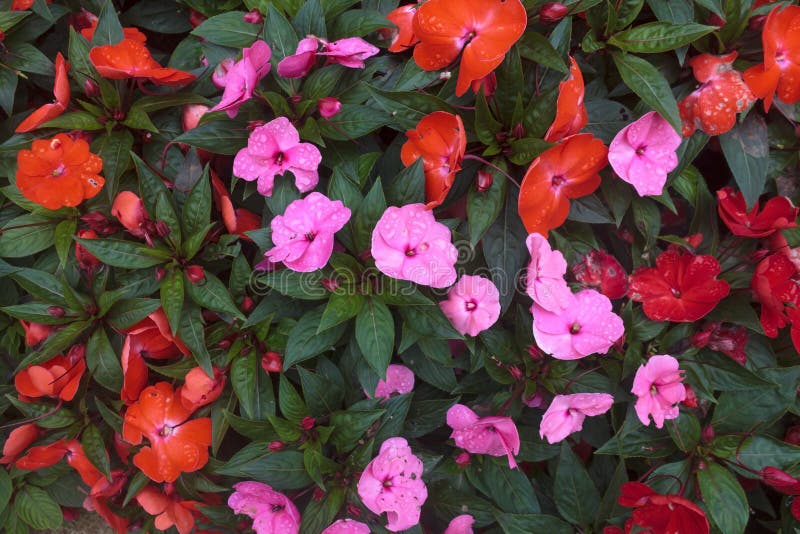Flor De Nueva Guinea Impatiens Imagen de archivo - Imagen de planta ...