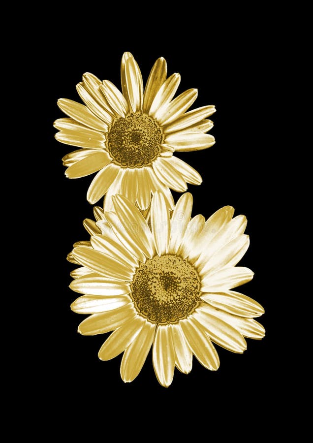 Flor de oro hermosa foto de archivo. Imagen de blanco - 96009226