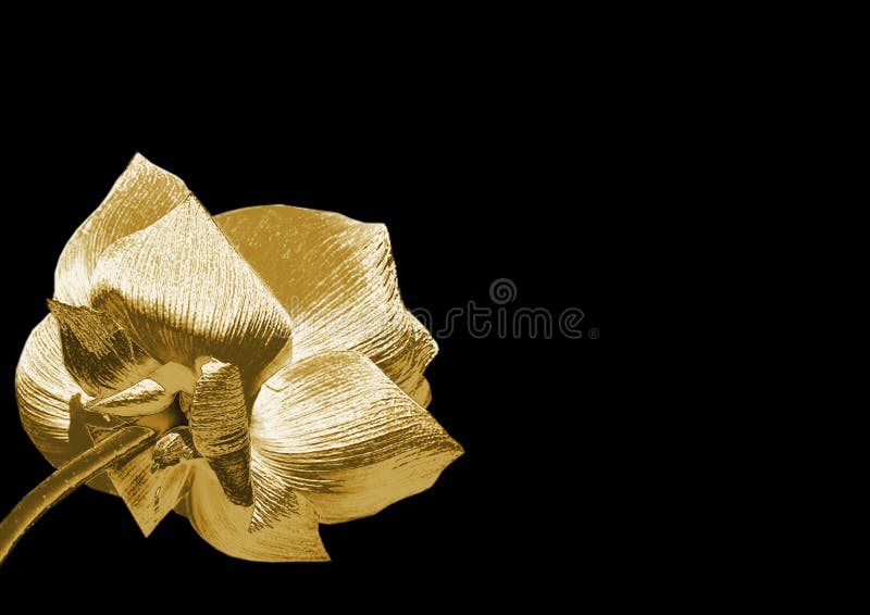 Flor de oro hermosa foto de archivo. Imagen de dorado - 96009254